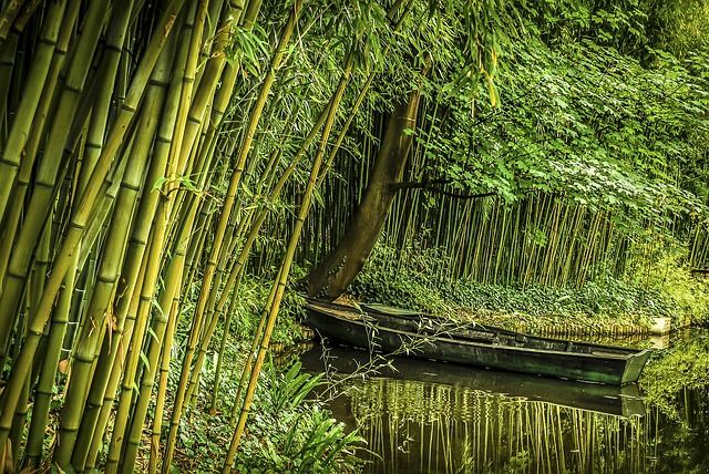 5 Tujuan Penanaman Bambu Di Pinggir Sungai Dan Manfaatnya 5 Tujuan Penanaman Bambu Di Pinggir Sungai Dan Manfaatnya